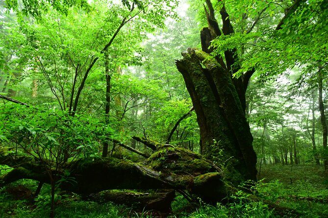 Fuji Forest Hiking 4 hr Tour with a Nature Guide with Transfer - Key Points