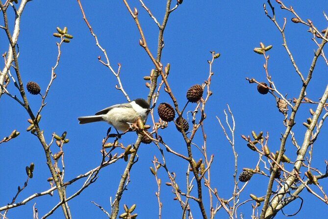 Fuji Forest Hiking 4 hr Tour with a Nature Guide with Transfer - The Sum Up