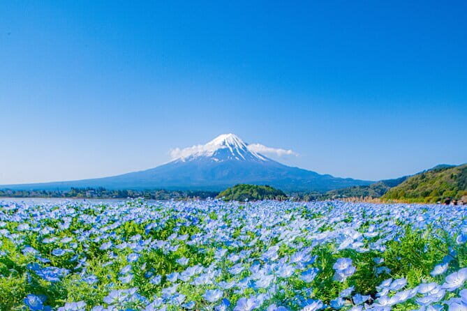 Fuji Sightseeing Tour (With English or Japanese Speaking Guide) - A Detailed Look at the Tour