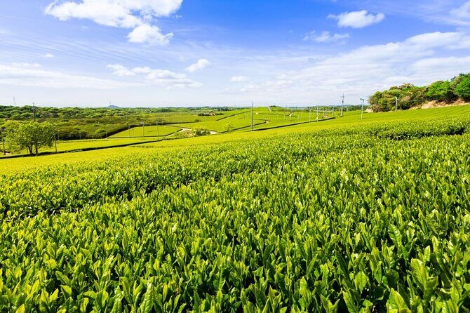 Fujikawachi Tea Fields Walking Tour and Learn Yamaguchi Tea - Key Points