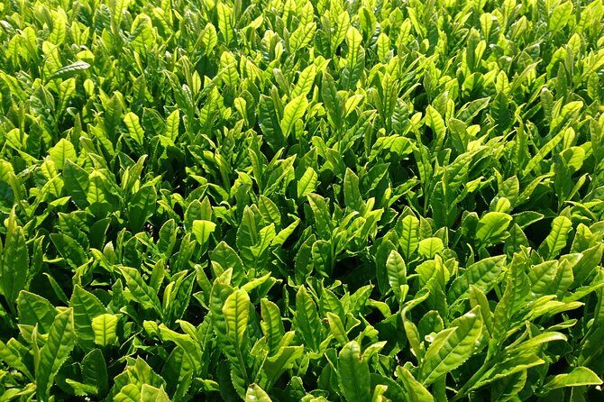 Fujikawachi Tea Fields Walking Tour and Learn Yamaguchi Tea - Exploring the Fujikawachi Tea Fields Walking Tour