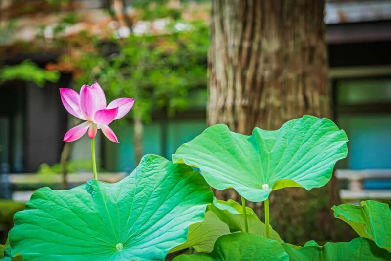 Fukui: Eiheiji Temple and the Heart of Zen Buddhism - Practical Aspects: Timing, Cost, and Logistics