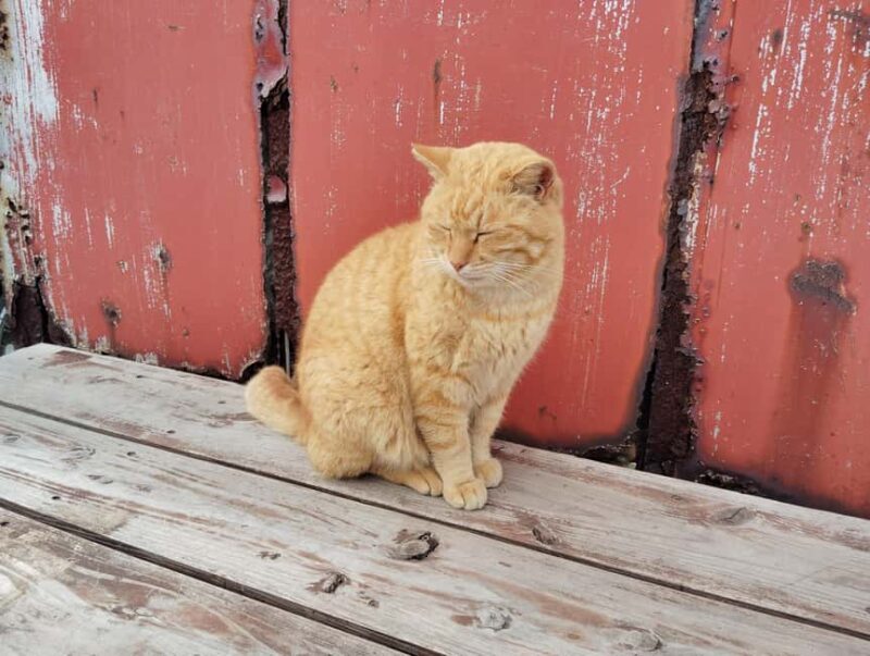 Fukuoka: Cat Island, Ainoshima Guided Tour with Ferry Ride - Key Points