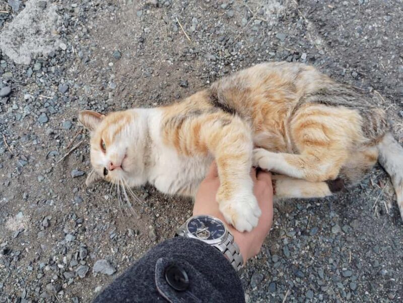 Fukuoka: Cat Island, Ainoshima Guided Tour with Ferry Ride - Practical Tips for Travelers