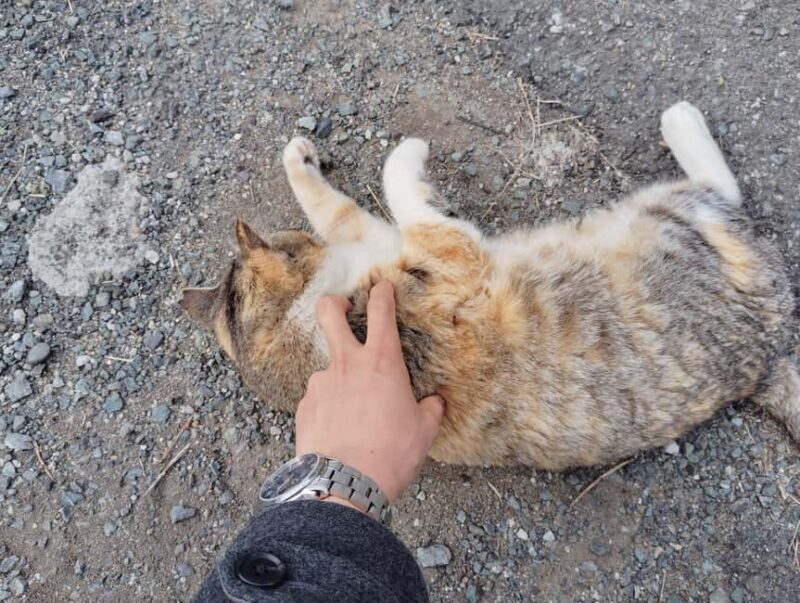 Fukuoka: Cat Island, Ainoshima Guided Tour with Ferry Ride - The Sum Up