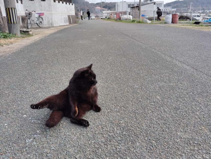 Fukuoka: Cats Island, Ainoshima Guided Tour from Hakata - Introduction: Why Consider a Tour to Ainoshima?