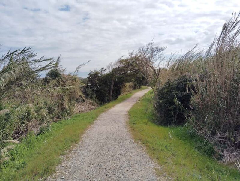 Fukuoka: Cats Island, Ainoshima Guided Tour from Hakata - The World-Famous "Cat Kingdom"