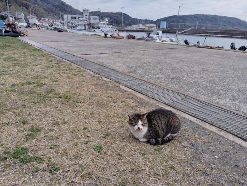 Fukuoka: Cats Island, Ainoshima Guided Tour from Hakata - Authenticity and Traveler Feedback