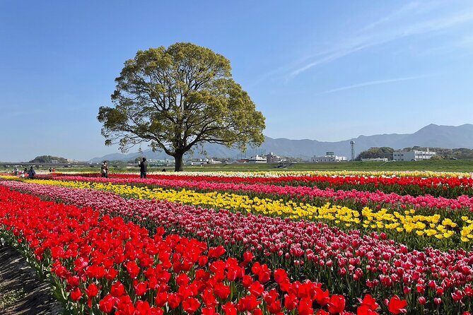 Fukuoka Cherry Blossom and Tulip Tour with Boat Ride - Key Points
