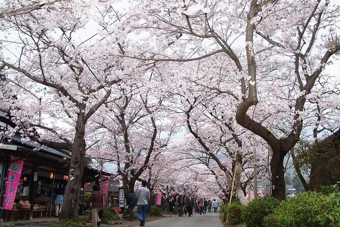 Fukuoka Cherry Blossom and Tulip Tour with Boat Ride - An In-Depth Look at the Tour Experience
