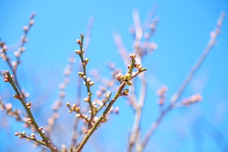 Fukuoka: Dazaifu Tenmangu Shrine & Yatai Food Tour - FAQ