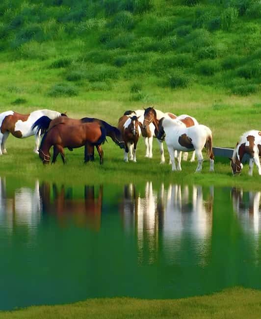 Fukuoka: Mt. Aso Volcano, Kusasenri & Grasslands Day Tour - How the Experience Comes Together