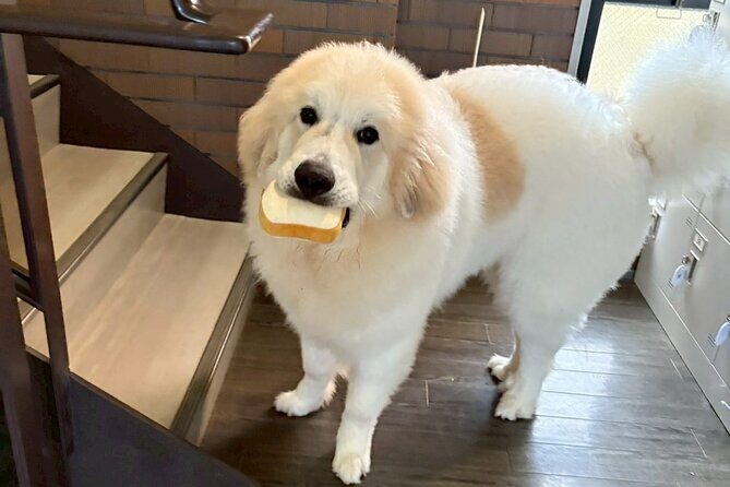 Fukuoka Photo Activity Experience with Large Dogs - The Details: A Closer Look