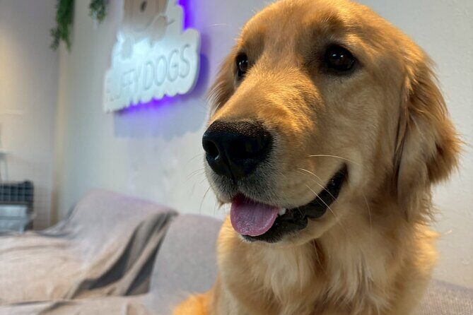 Fukuoka Photo Activity Experience with Large Dogs - Authentic Encounters and Genuine Fun