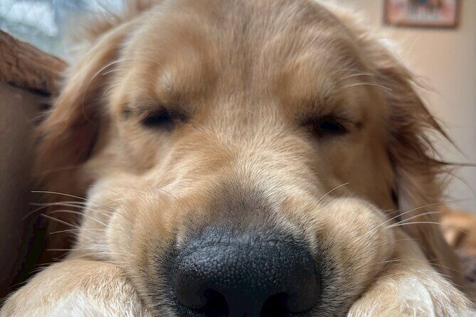 Fukuoka Photo Activity Experience with Large Dogs - Who Should Consider This Experience?