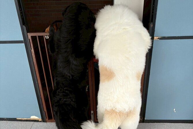 Fukuoka Photo Activity Experience with Large Dogs - Final Thoughts on Value and Authenticity