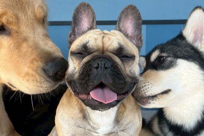 Fukuoka Photo Activity Experience with Large Dogs - FAQ