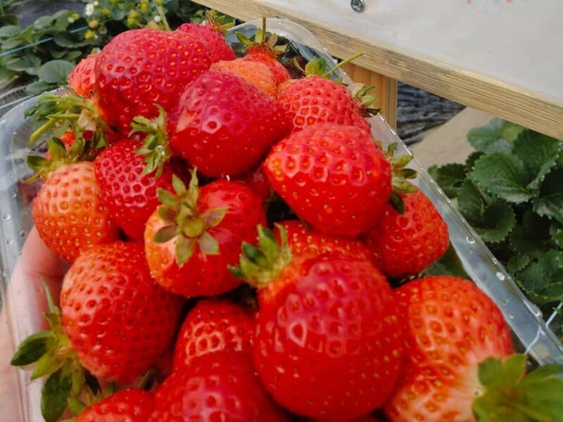 Fukuoka: Strawberry Picking, Koiki Shrine & Yanagawa Tour - Practical Tips for Participants