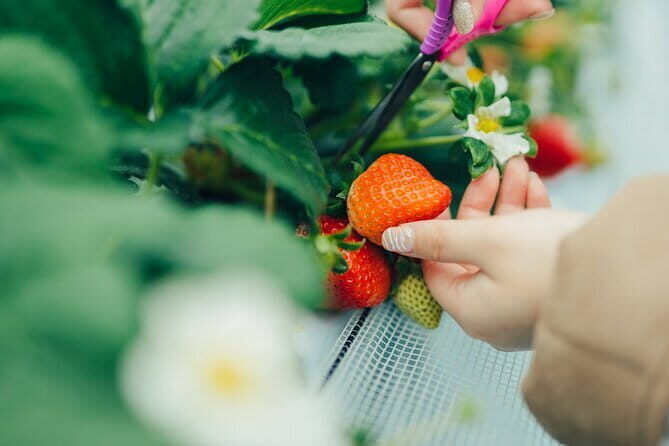 Fukuoka Strawberry Picking, Shopping and TeamLab Day Bus Tour - Key Points