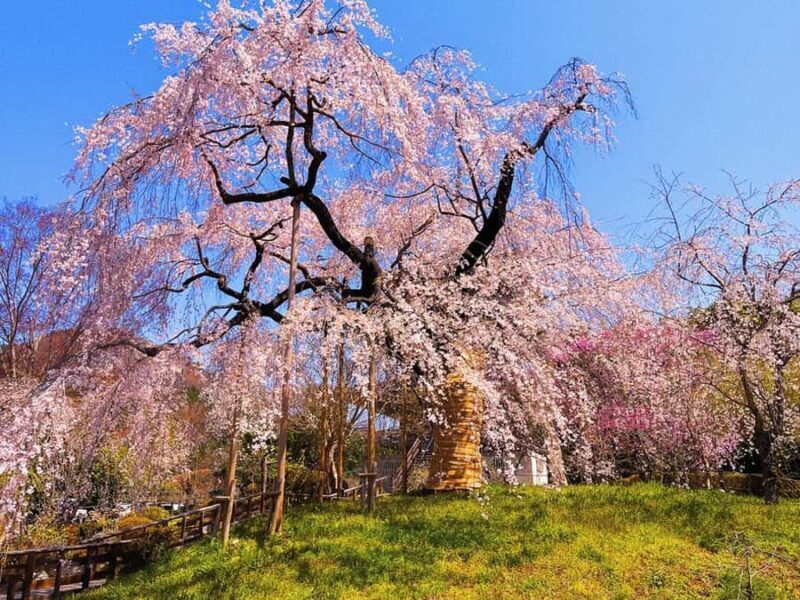 Fukuoka: Takachiho Gorge & Amano-Iwato Shrine Day Trip - An In-Depth Look at the Experience