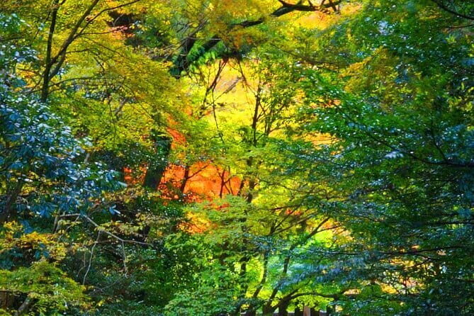 Fukuoka to Takachiho Shrine Tour with Optional Beef Lunch - Overall Value and Practical Advice