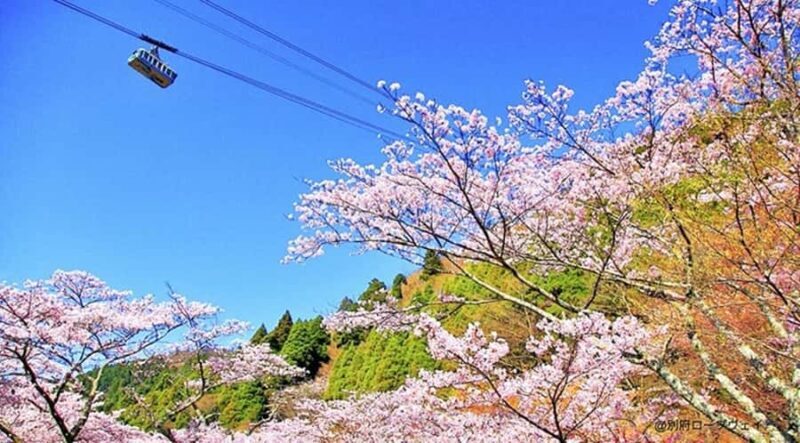 FukuokaDazaifu,Yufuin Village,Beppu Ropeway,Kamado Jigoku - Who Should Consider This Tour?