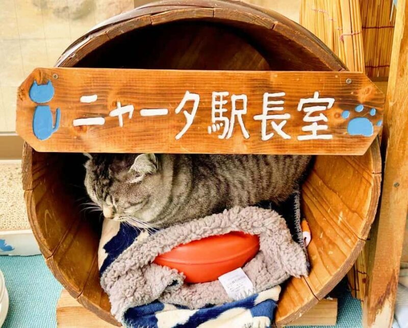 FukuokaDazaifu,Yufuin Village,Beppu Ropeway,Kamado Jigoku - Final Thoughts: Is this Tour Worth It?