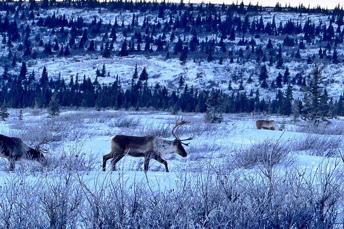 Full Alaskan Experience - What Makes the Full Alaskan Experience Special?