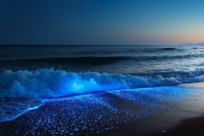 Full Clear Kayak Bioluminescent Experience Vieques, Puerto Rico - The Experience: What You Can Expect