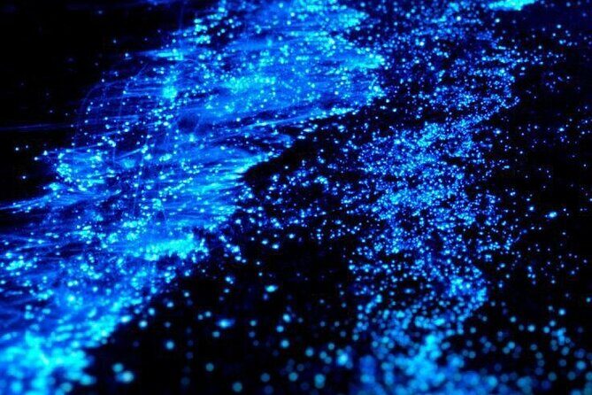 Full Clear Kayak Bioluminescent Experience Vieques, Puerto Rico - The Guides: Knowledgeable and Friendly