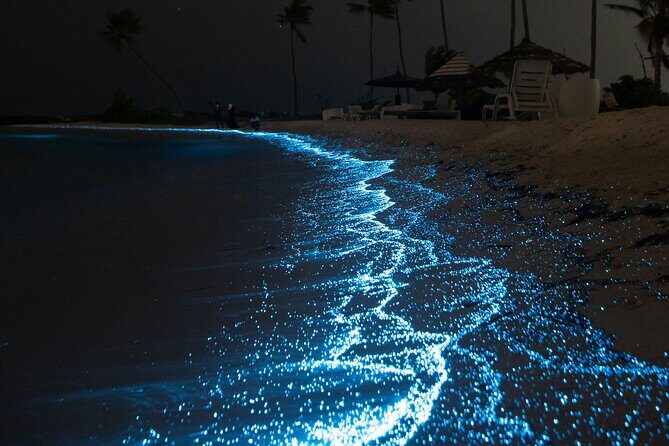 Full Clear Kayak Bioluminescent Experience Vieques, Puerto Rico - What Travelers Are Saying