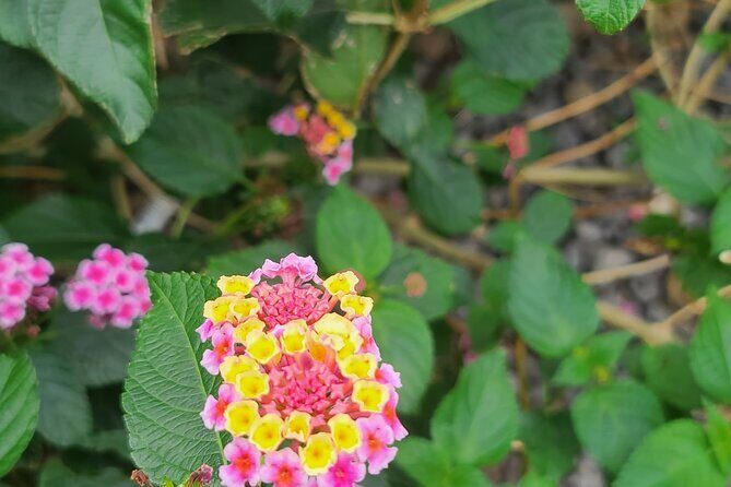 Full Day 12 hours whole Jeju Island private flexible tour - Transportation and Timing