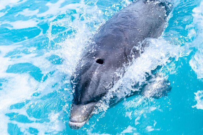 Full day 7hours- beach bbq, snorkel, Iguana island, half moon bay pine cay, Fun! - The Itinerary: What Makes Each Stop Special