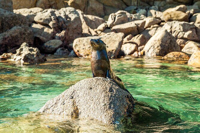 Full-Day Abel Tasman National Park Hiking Tour with Cruise - The Sum Up