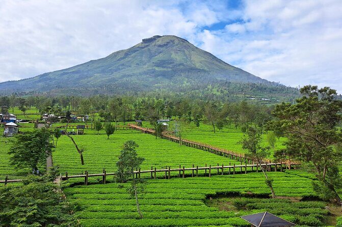 Full-Day Adventure: Green Tea Garden & the Mystical Dieng Plateau - Final Thoughts: Is It Right for You?
