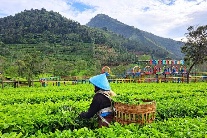 Full-Day Adventure: Green Tea Garden & the Mystical Dieng Plateau - FAQs