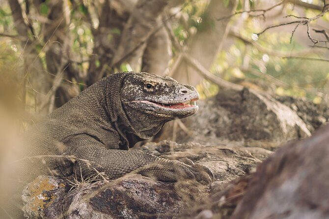 Full-Day Adventure Tour to komodo Island with join Speed Boat tur - Delving Into the Itinerary: What to Expect from Each Stop