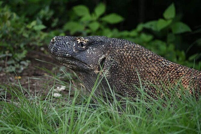 Full-Day Adventure Tour to komodo Island with join Speed Boat tur - FAQ