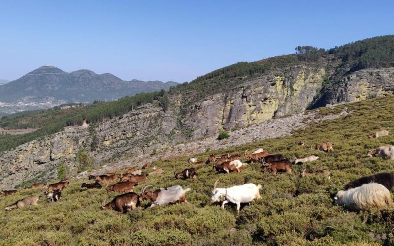 FULL DAY - ALVAO PARK - FISGAS ERMELO WATERFALLS W/ TRANSFER - Culinary Delights and Regional Wines