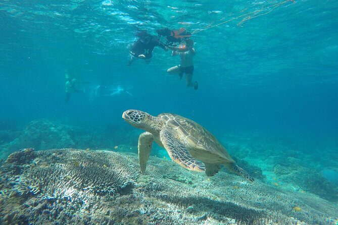 Full Day Apo Island Tour from Dumaguete - Key Points