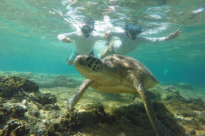 Full Day Apo Island Tour from Dumaguete - An Engaging Introduction to the Apo Island Tour