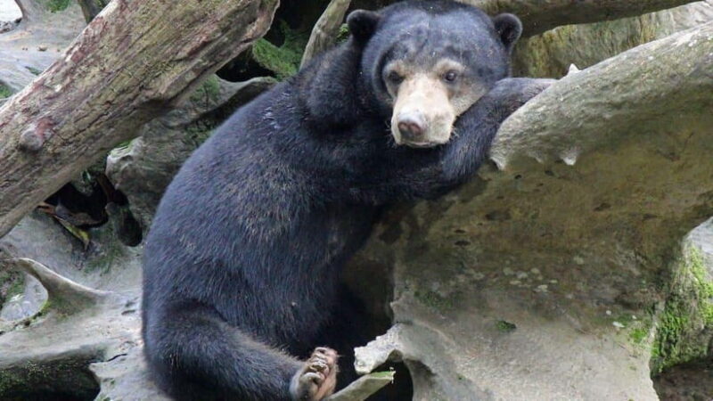 Full Day At Sepilok Orangutan, Sun Bear & Sandakan City Tour - A Closer Look at the Itinerary