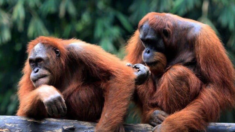 Full Day At Sepilok Orangutan, Sun Bear & Sandakan City Tour - Final Thoughts