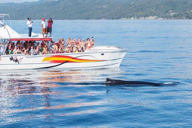 Full Day Bacardi Whale Watching - End Season March 30th - The Value of the Experience