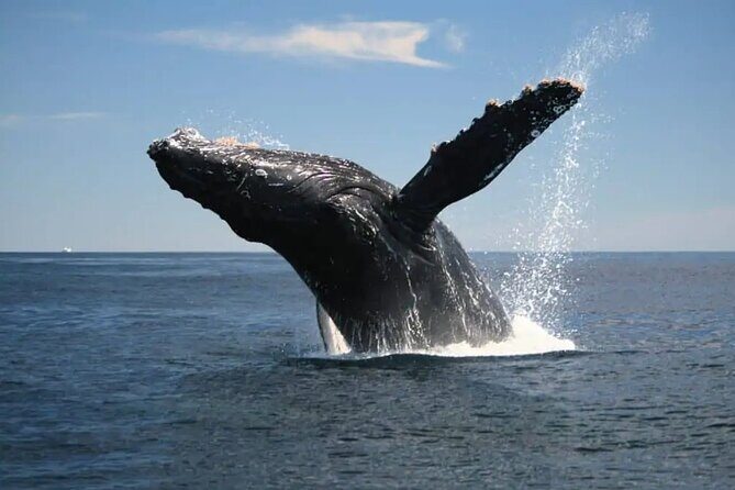 Full Day Bacardi Whale Watching - End Season March 30th - Who Should Book This Tour?