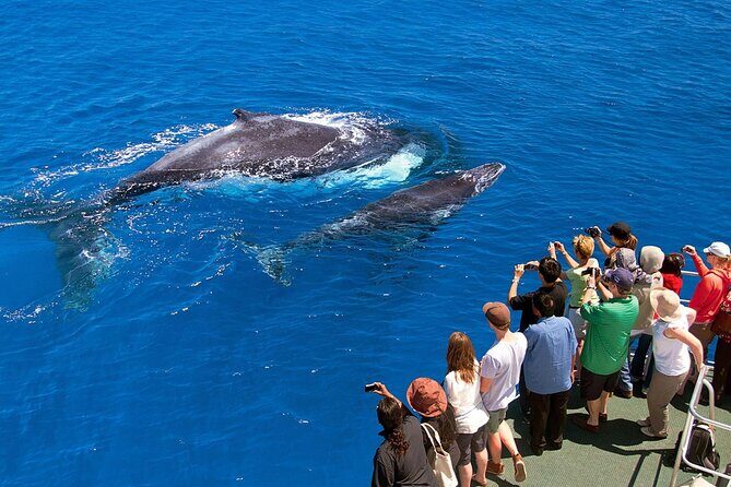 Full Day Bacardi Whale Watching - End Season March 30th - FAQs