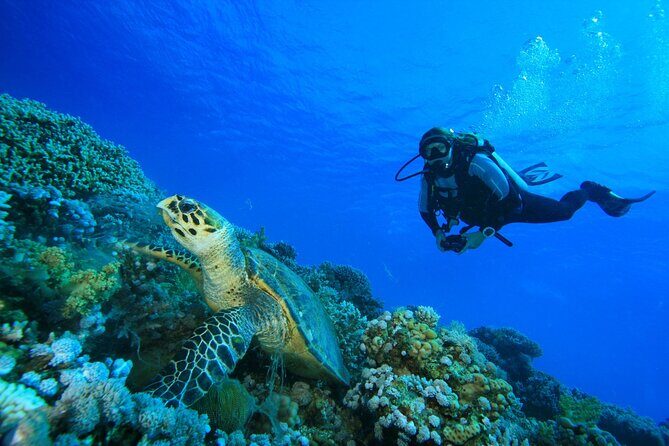 Full-Day Beginner Scuba Course with Private Tuition, Racha Yai - Authentic Feedback & What Travelers Are Saying