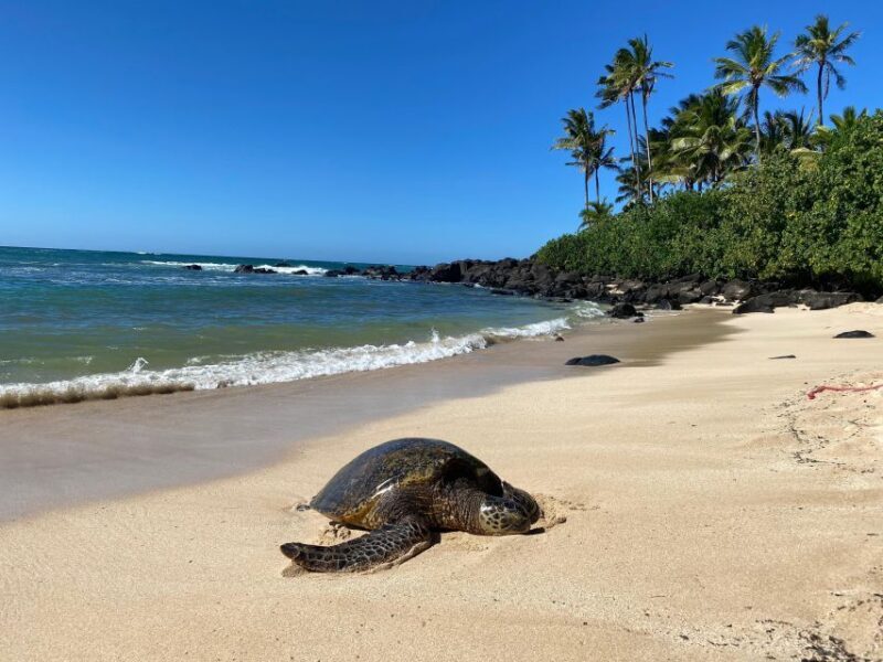 Full Day Best of Oahu Sightseeing Tour - A Personal Look at the Full Day Oahu Experience