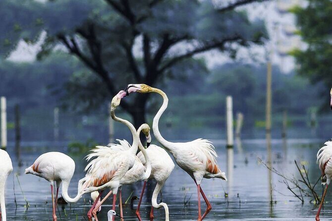 Full Day Bharatpur Bird Sanctuary with Fatehpur Sikri - Key Points