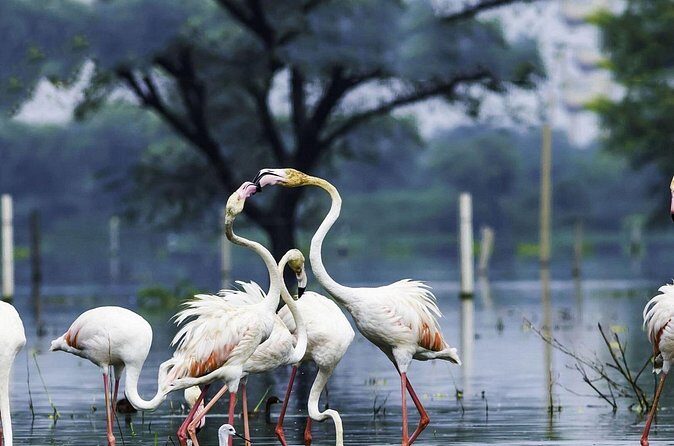 Full Day Bharatpur Bird Sanctuary with Fatehpur Sikri - Guided Tour of Fatehpur Sikri